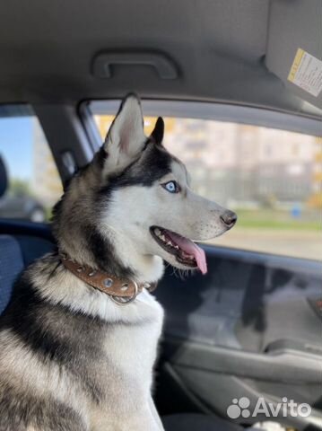 Сибирский хаски