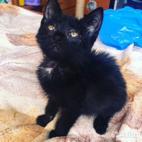 Черный котенок