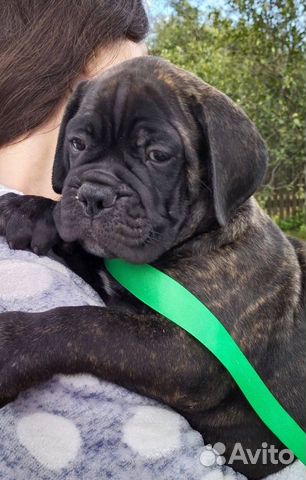 Щенок Бульмастифа
