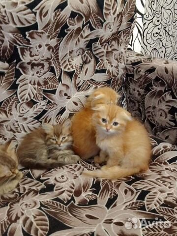 Продам котят