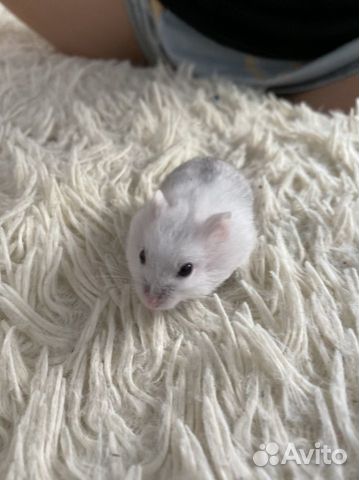 Джунгарские хомяки