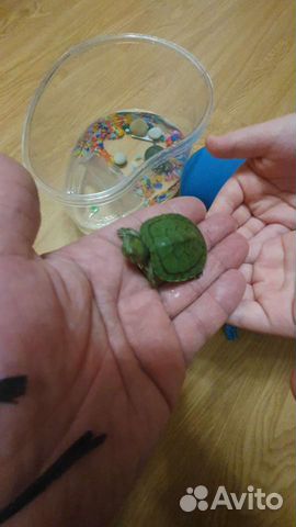 Красноухая черепаха бесплатно