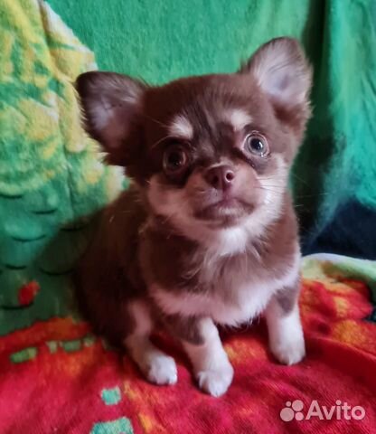 Шоколадная девочка