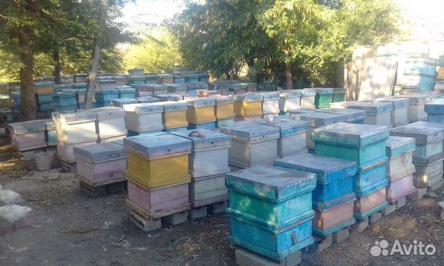 Пчелы семьи