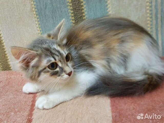 Котёнок-девочка, окрас расписной, счастливый