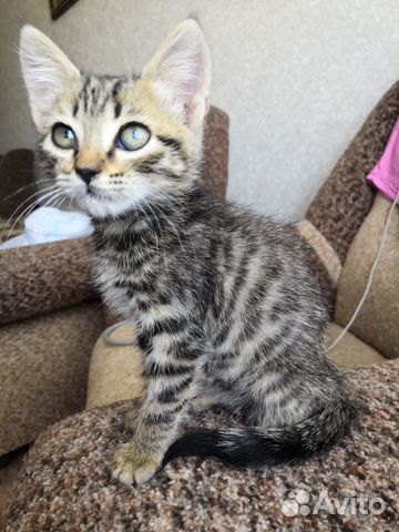 Отдам в добрые руки