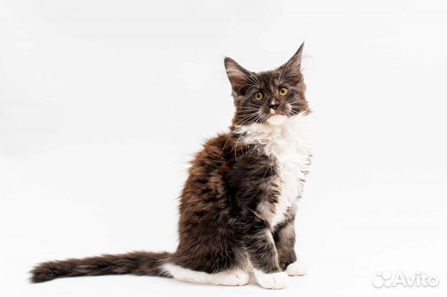 Выразительная кошечка