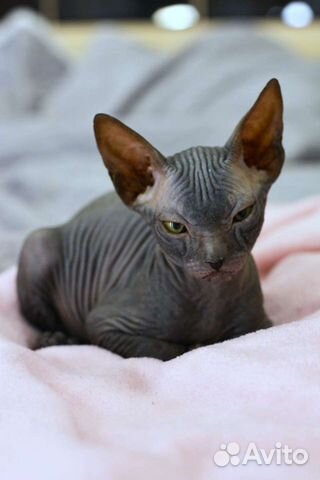 Канадский сфинкс котята