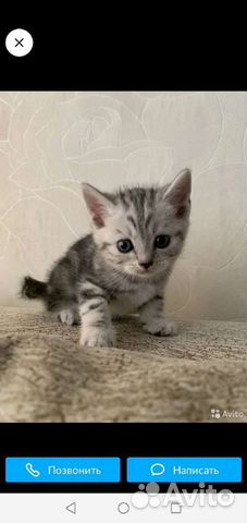 Кошка