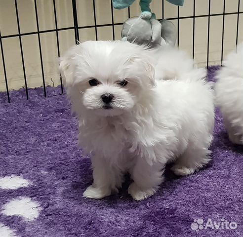 Девочка мальтезе