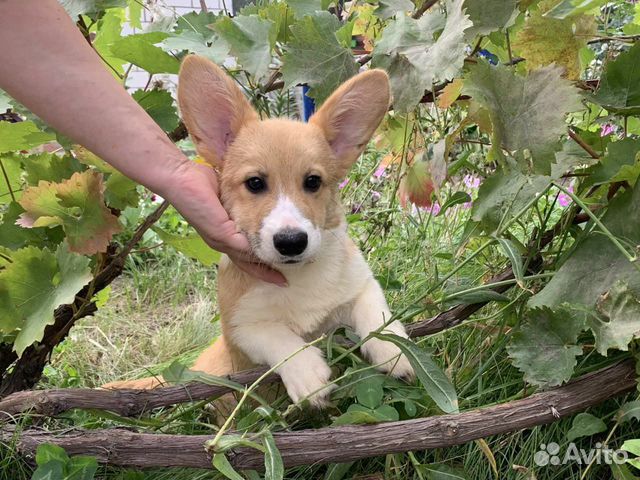 Мальчик вельш корги