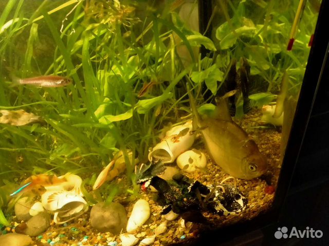 Пираньи мирние