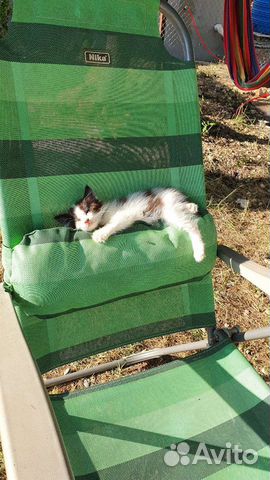 Котенок Самурай