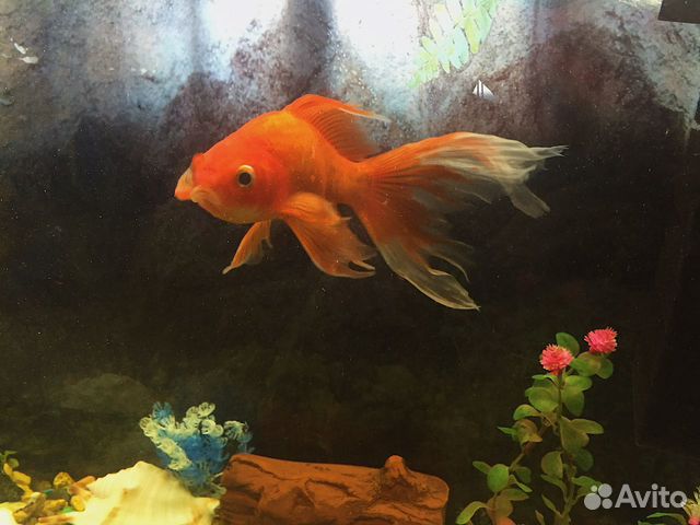 Аквариуи и рыбы