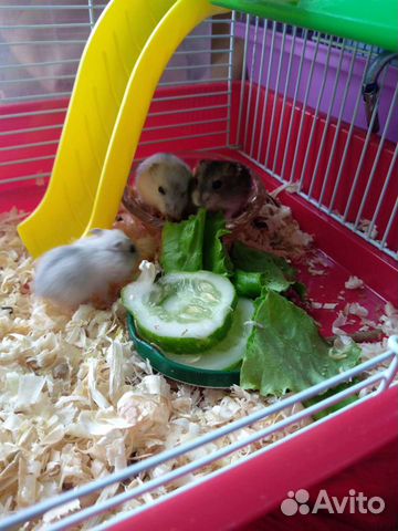 Джунгарские хомячки