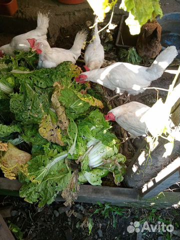 Куры несушки продам