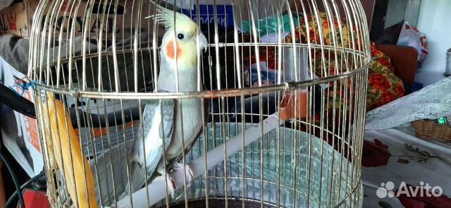 Попугай корелла