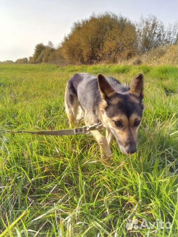 Крошка Лилу