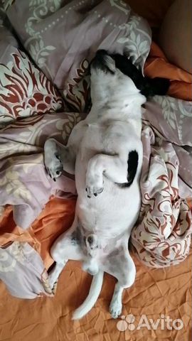 Вязка кобель чихуахуа