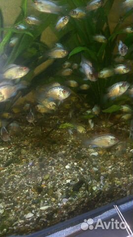 Аквариумные рыбы. Нанакара