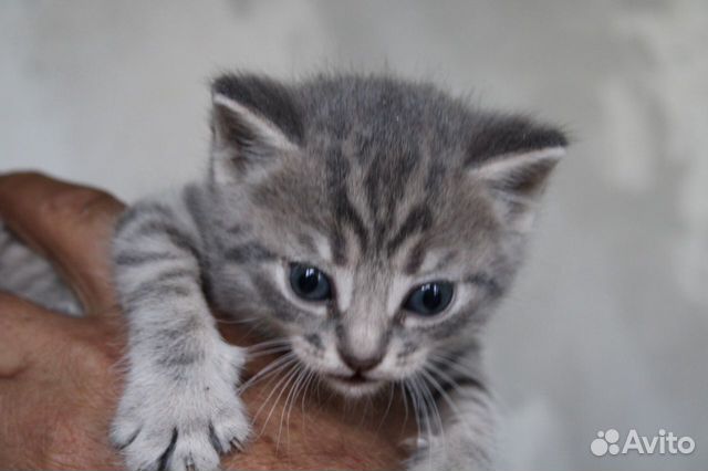Котенок мальчик