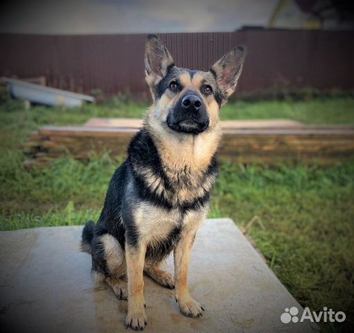 Близкий метис овчарки в добрые руки