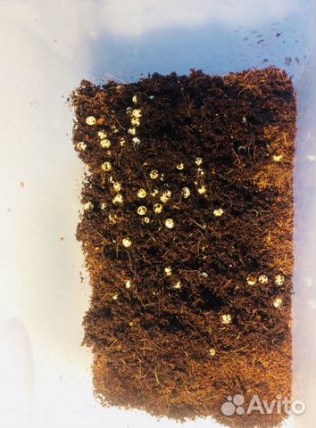 Яйца улитки Ахатины