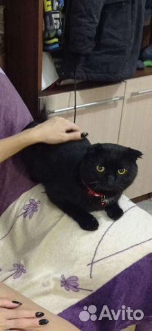 Шотландская вислоухая