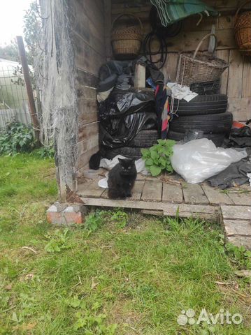 Чёрные кошка и котята в дар