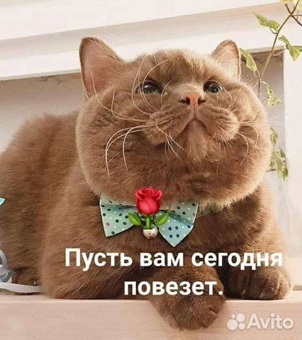 Ищем прямоухого кота для вязки