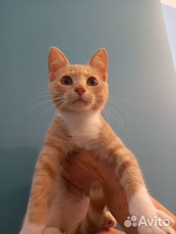 Маруся 3 мес ищет дом (частный приют)