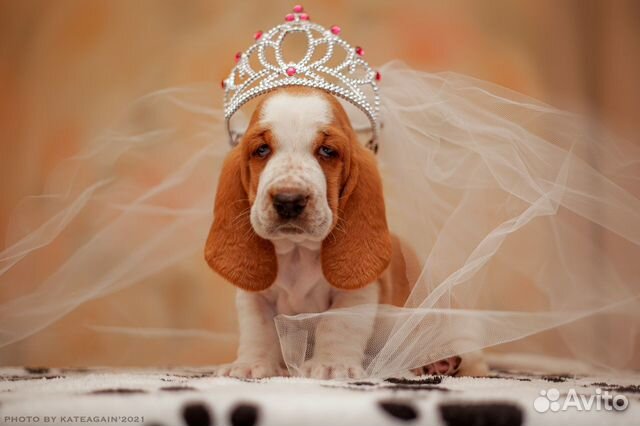 Ушастое счастье