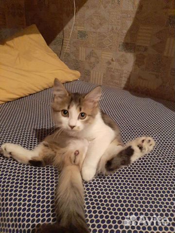 Котенок от сибирской кошки в добрые руки