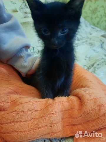 Маленькие мурлыки в самые заботливые руки.)