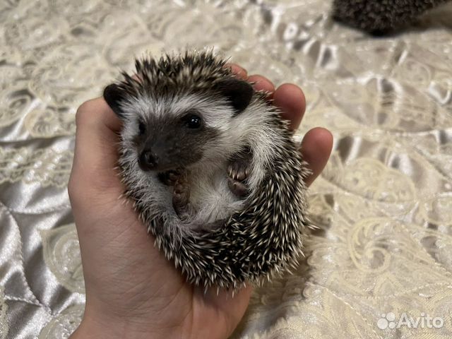Карликовый африканский ежик