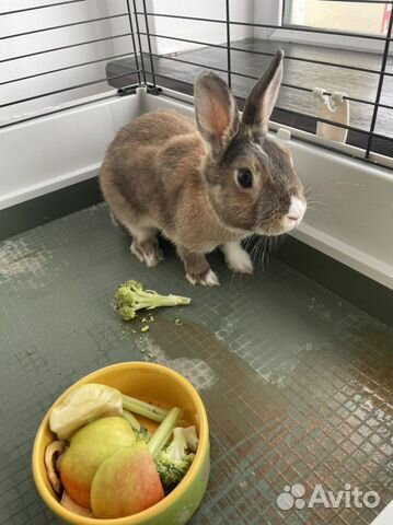 Декоративный кролик с клеткой