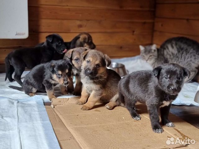 Щенки среднего размера. Доставим лично