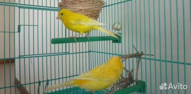 Кенара и канарейки