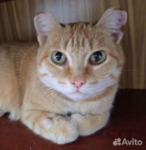 Кошечка в Добрые руки