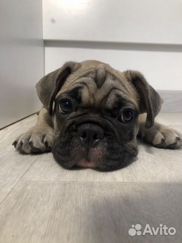 Французский бульдог девочка генная