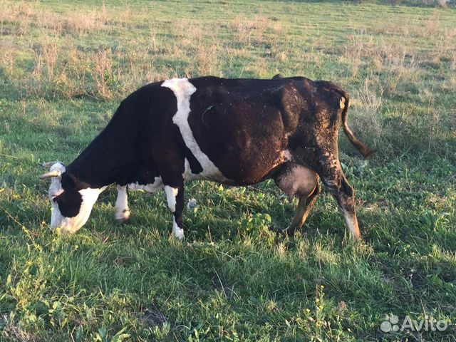 Коровы дойные