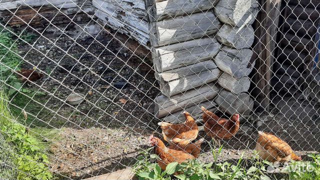 Продам кур-несушек