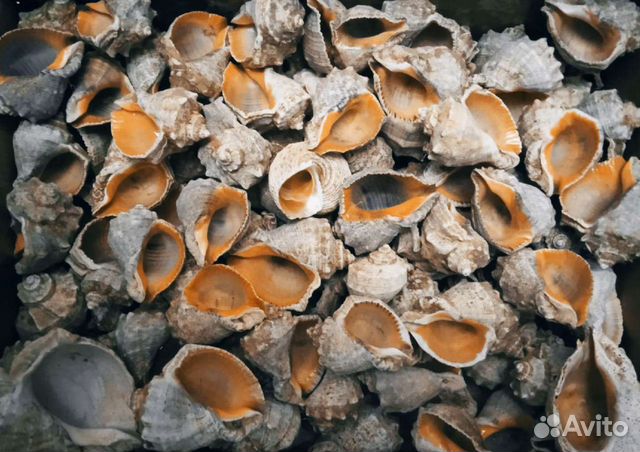 Ракушки "рапаны"