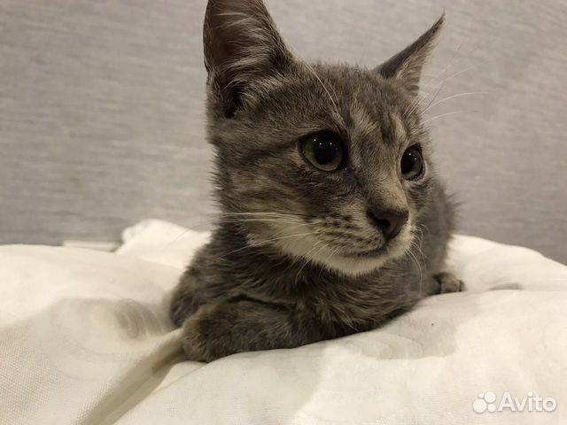 Очаровательный котёнок Дымка