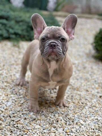 Француз - очаровательный карапуз