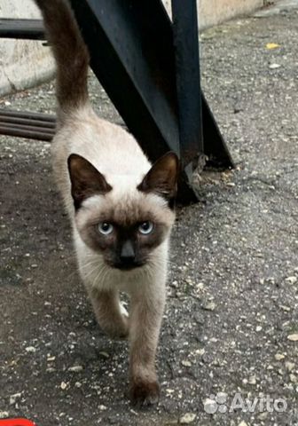Котенок