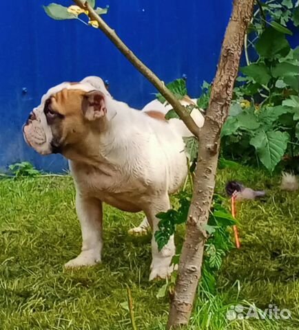 Английского бульдога щенок продается