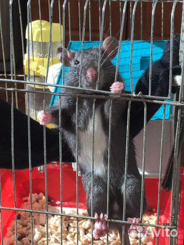 Продам крыску