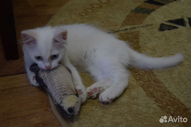 Белый котенок Снежинка