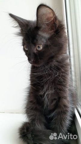 Котенок красавчик